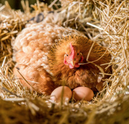 Treats for Chickens Fake Eggs Ceramic | Egg Layers Assist | Hen Helper ...